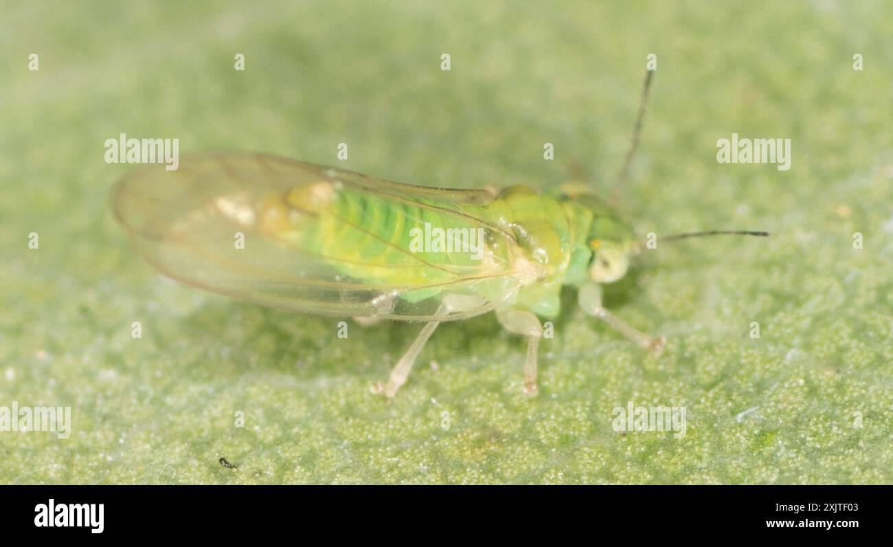 Spotted Gum Lerp Psyllid (Eucalyptolyma maideni) Insecta Stock Photo ...