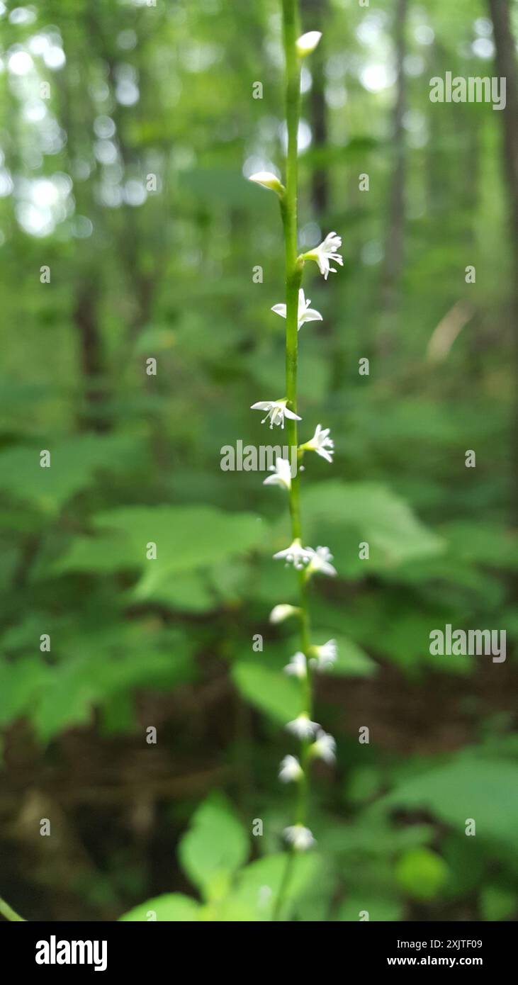 American jumpseed (Persicaria virginiana) Plantae Stock Photo - Alamy