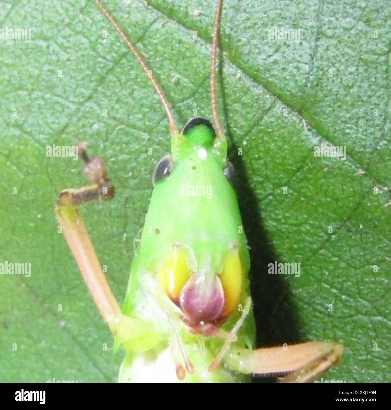 Broad-tipped Conehead (Neoconocephalus triops) Insecta Stock Photo - Alamy
