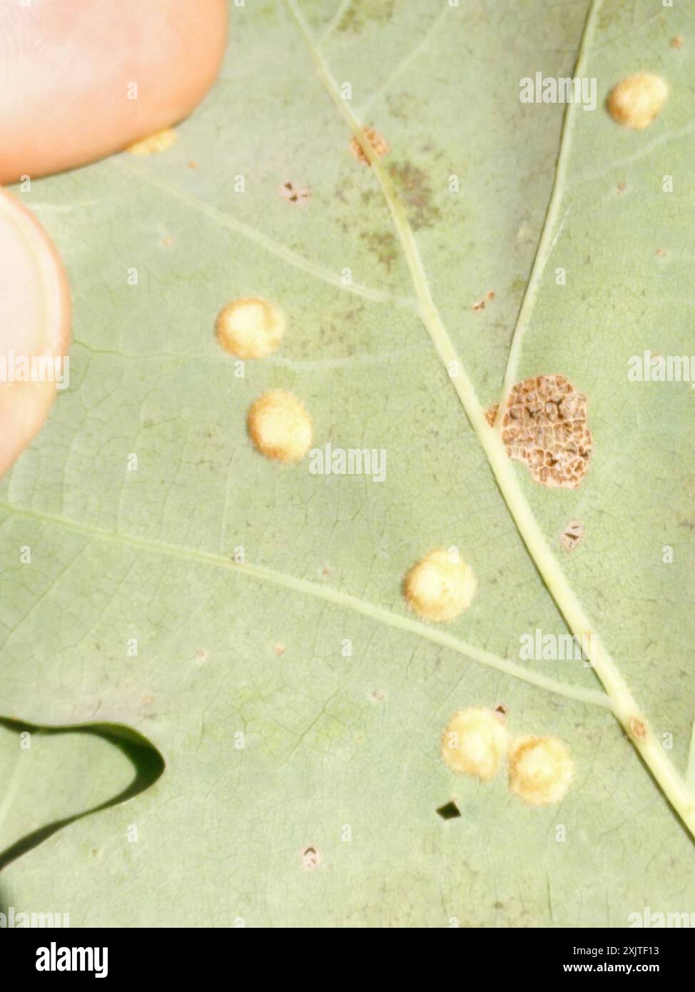 Common Spangle Gall Wasp (Neuroterus quercusbaccarum) Insecta Stock ...