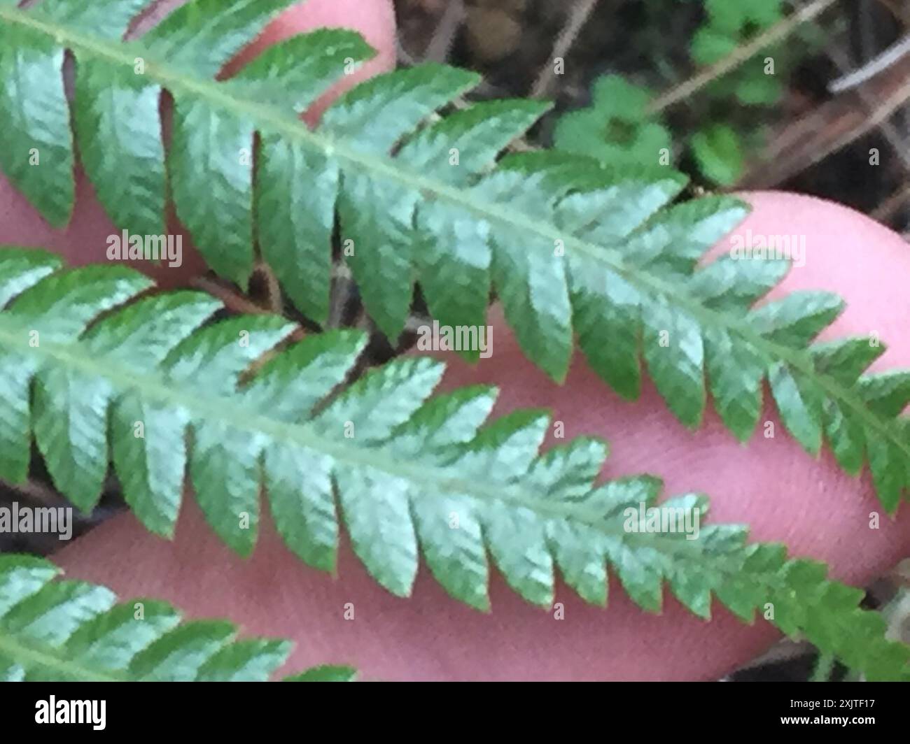 scaly tree ferns (Cyathea) Plantae Stock Photo - Alamy