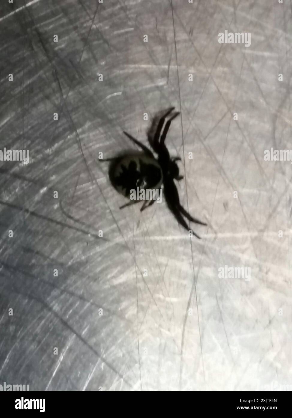 Napoleon Spider (Synema globosum) Arachnida Stock Photo - Alamy