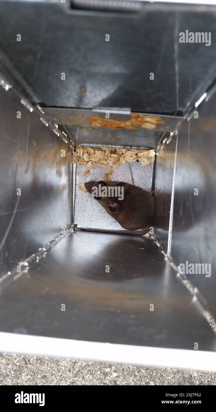 Polionotus hi-res stock photography and images - Alamy