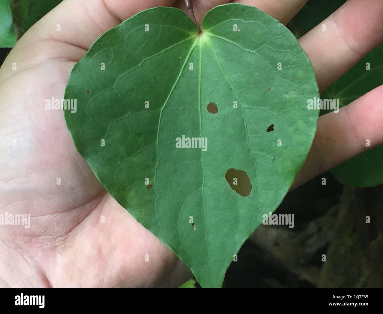 Kawakawa (Piper excelsum excelsum) Plantae Stock Photo - Alamy