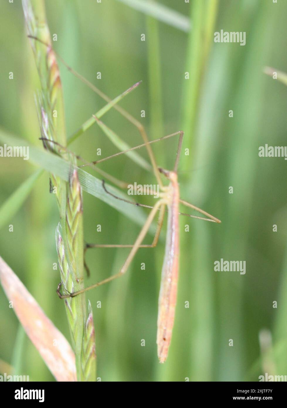 Wingless Hangingfly (Apterobittacus apterus) Insecta Stock Photo - Alamy