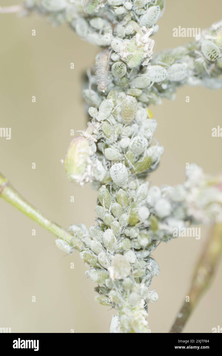 Cabbage Aphid (Brevicoryne brassicae) Insecta Stock Photo - Alamy