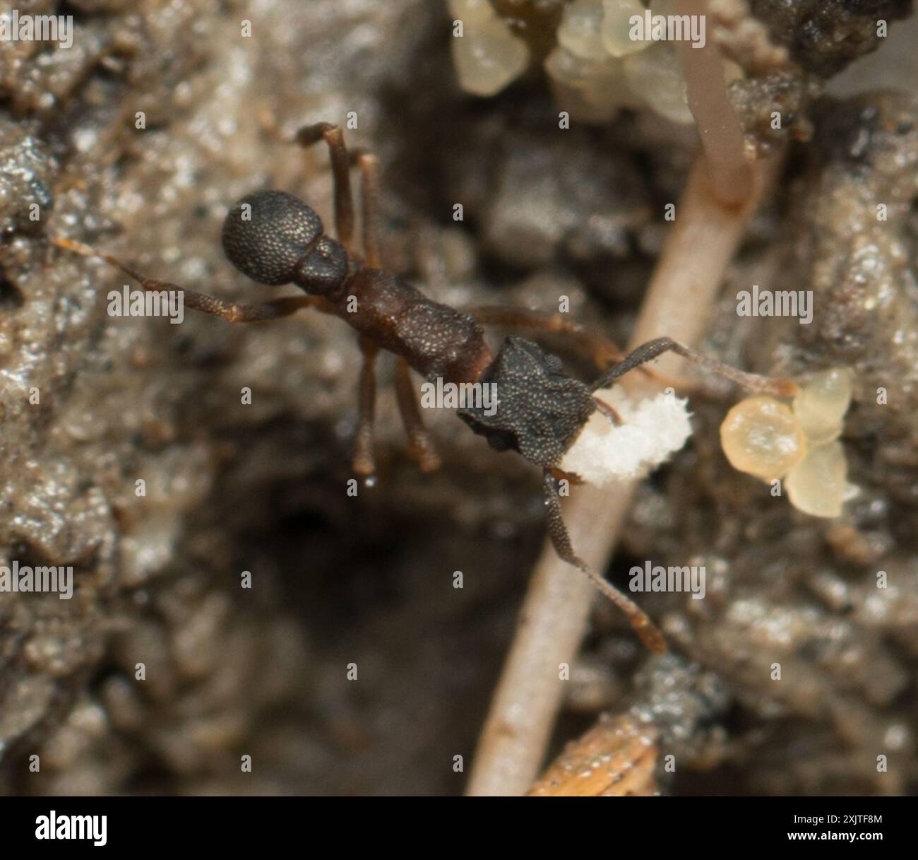 Rimose Fungus-farming Ant (Cyphomyrmex rimosus) Insecta Stock Photo - Alamy