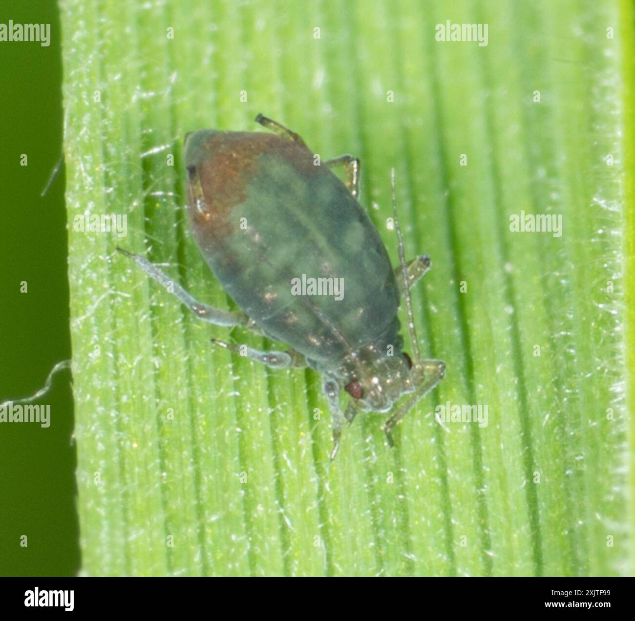 Bird Cherry-oat Aphid (Rhopalosiphum padi) Insecta Stock Photo - Alamy