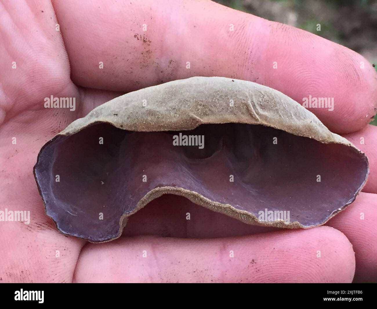 Ear fungus (Auricularia cornea) Fungi Stock Photo - Alamy