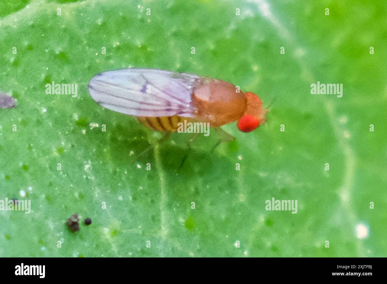 Small Fruit Flies (Drosophila) Insecta Stock Photo - Alamy