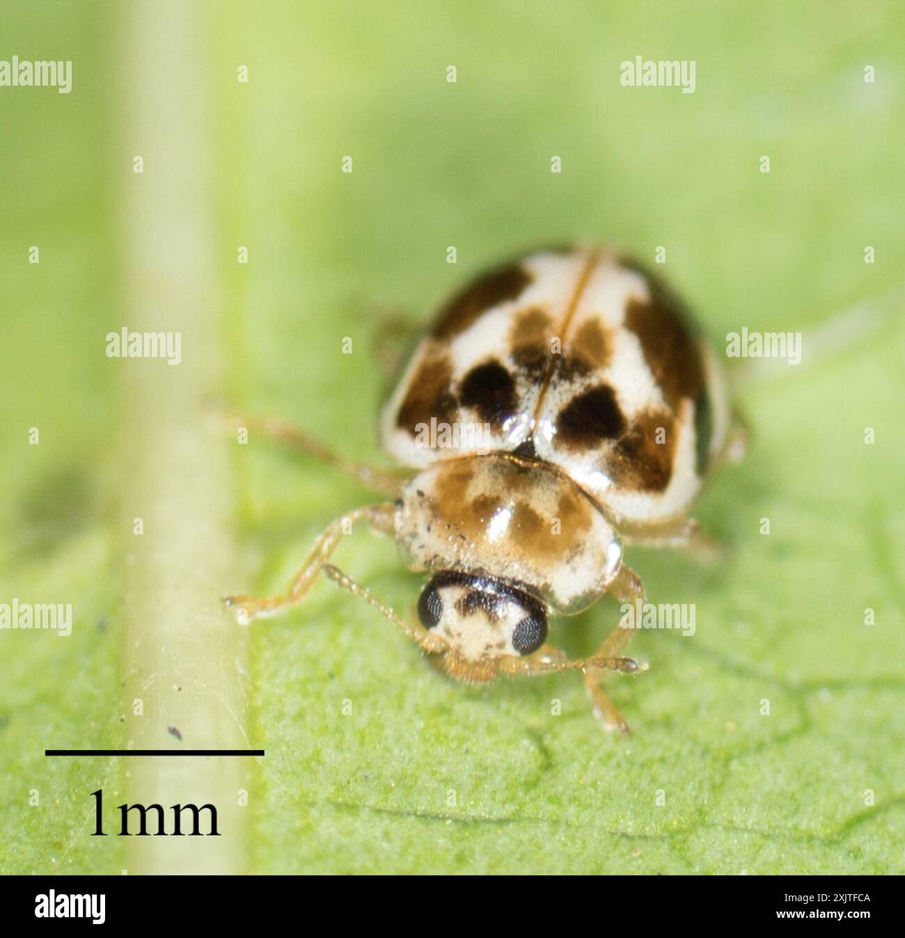 Twenty-spotted Lady Beetle (Psyllobora vigintimaculata) Insecta Stock ...