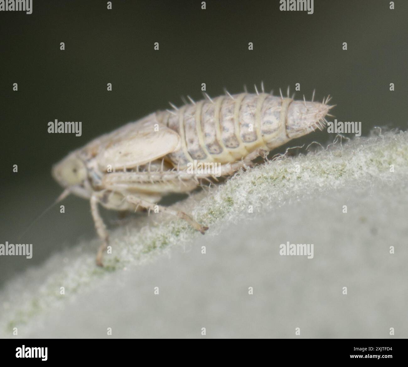 Typical Leafhoppers (Cicadellidae) Insecta Stock Photo - Alamy