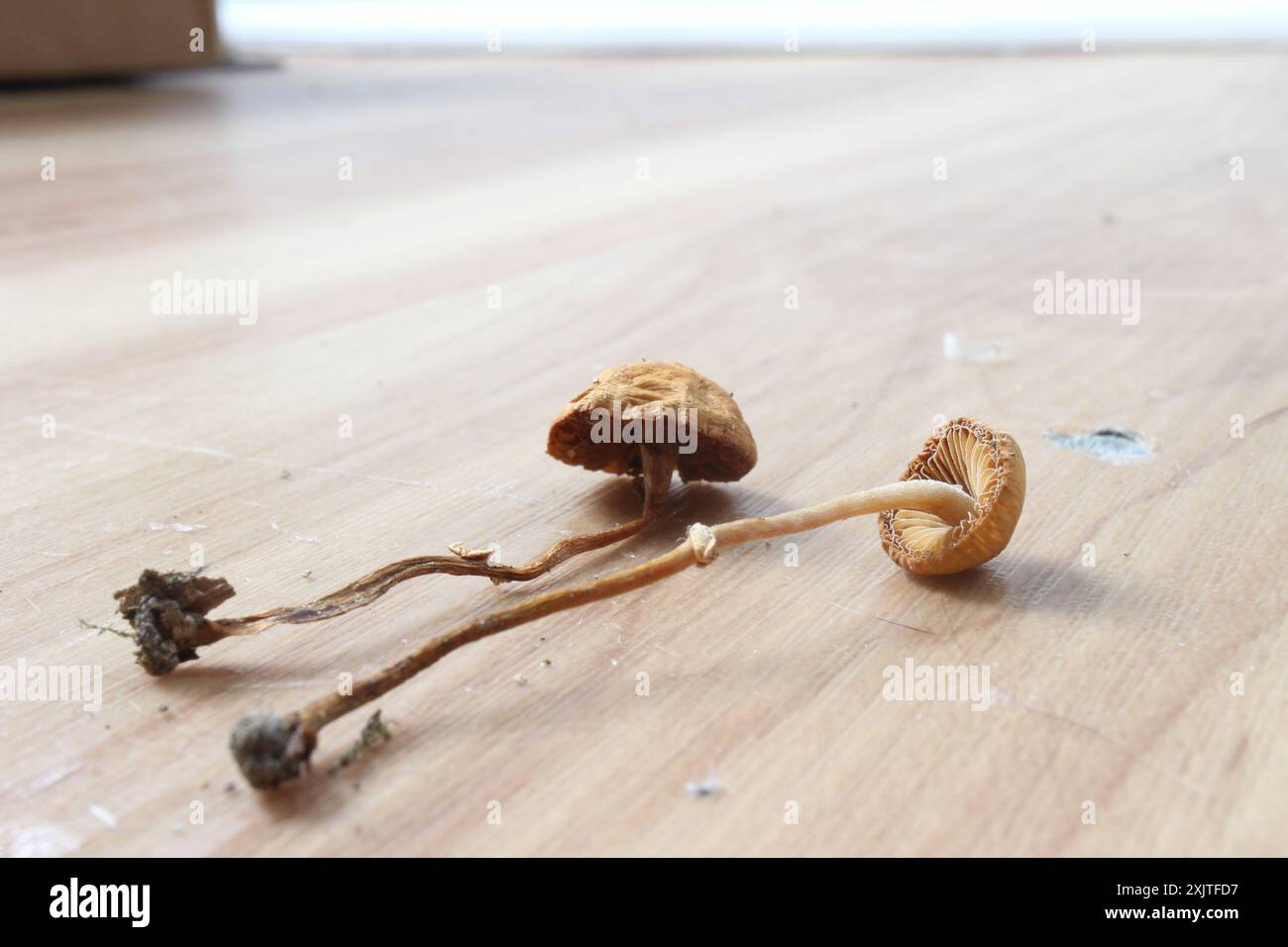 Conecap hi-res stock photography and images - Alamy