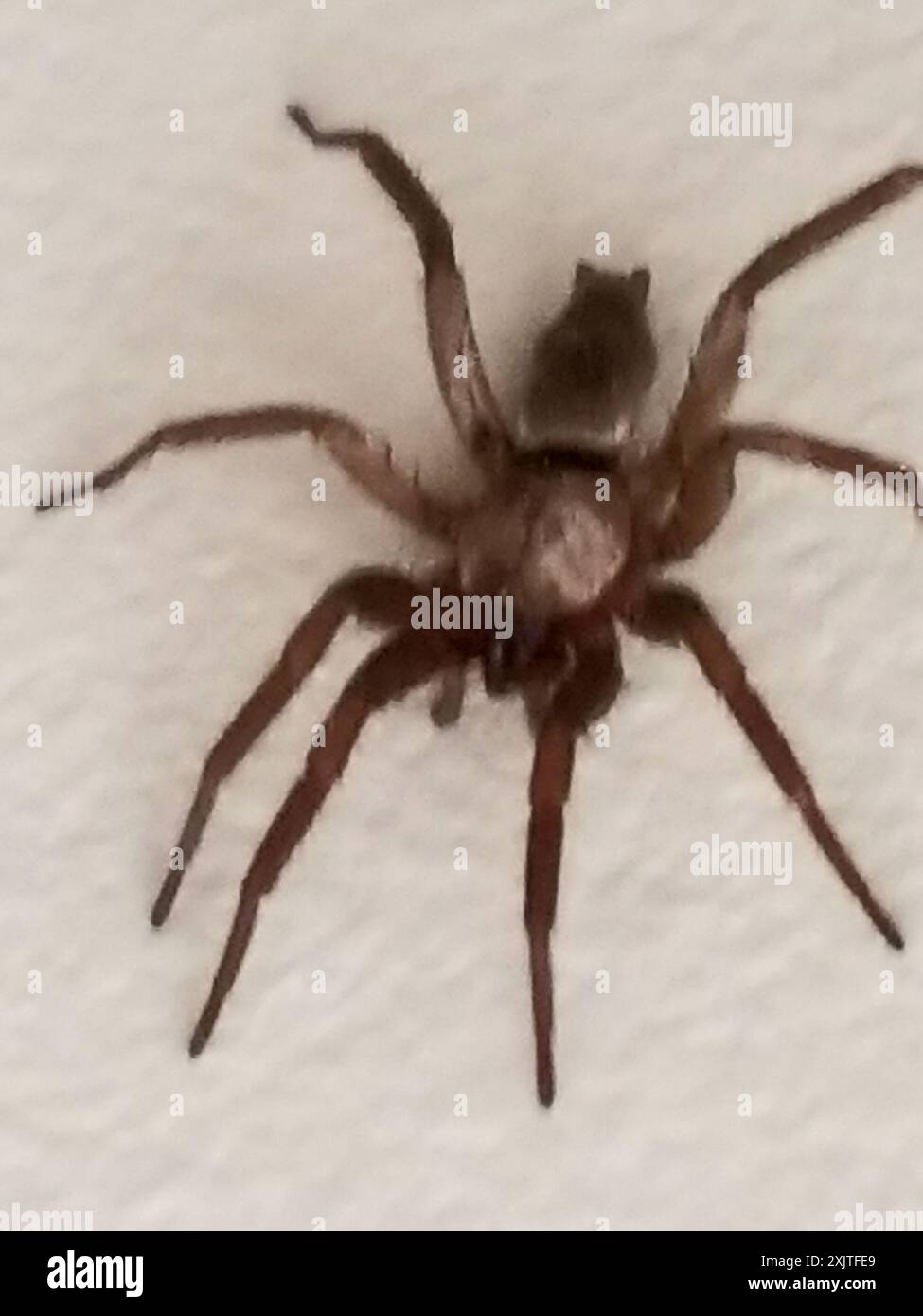 Stealthy Ground Spiders (Gnaphosidae) Arachnida Stock Photo - Alamy