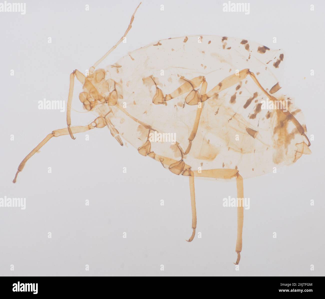 Cabbage Aphid (Brevicoryne brassicae) Insecta Stock Photo - Alamy