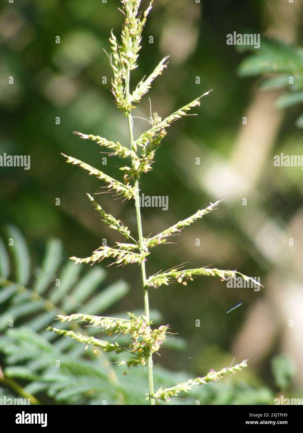 Broadleaf Bristlegrass (Setaria megaphylla) Plantae Stock Photo - Alamy