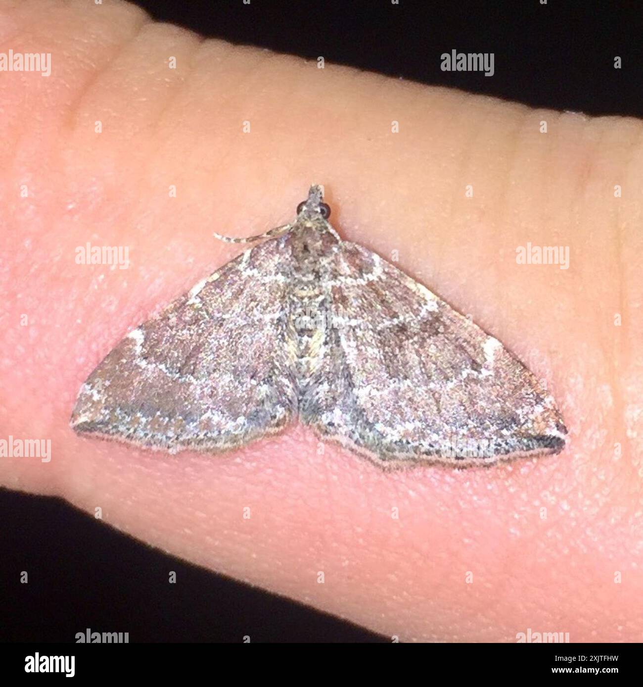 Gem Moth (Orthonama obstipata) Insecta Stock Photo - Alamy