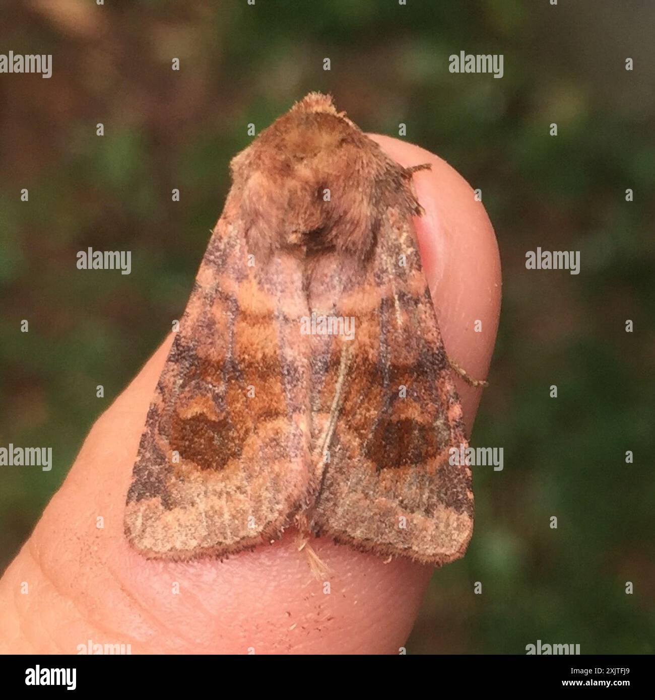 Bronzed Cutworm Moth (Nephelodes minians) Insecta Stock Photo - Alamy