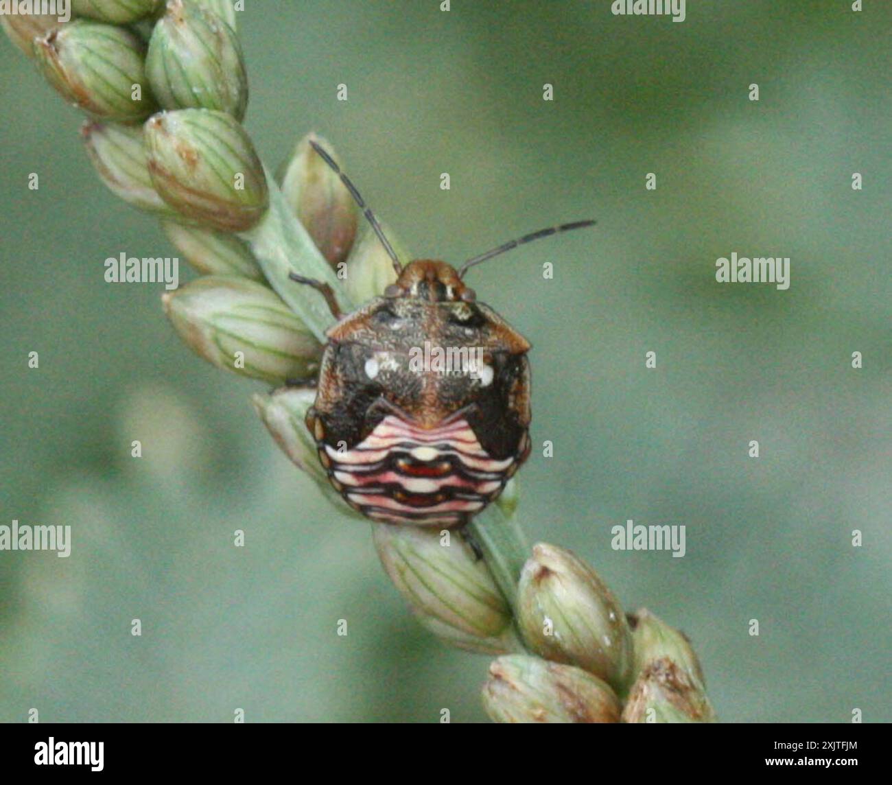 Red-shouldered Stink Bug (Thyanta custator) Insecta Stock Photo - Alamy
