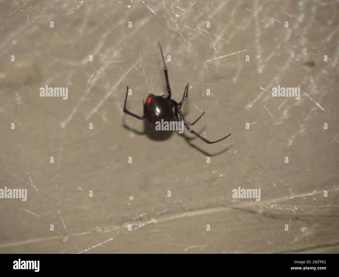 Southern Black Widow (Latrodectus mactans) Arachnida Stock Photo - Alamy