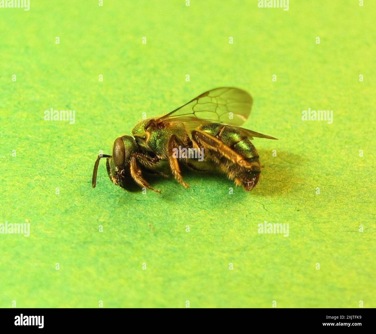 Augochlora pure hi-res stock photography and images - Alamy