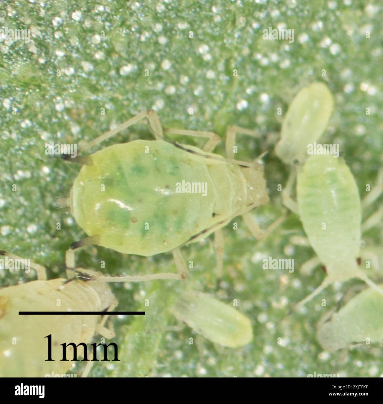 Dogwood-Milkweed Aphid (Aphis asclepiadis) Insecta Stock Photo - Alamy