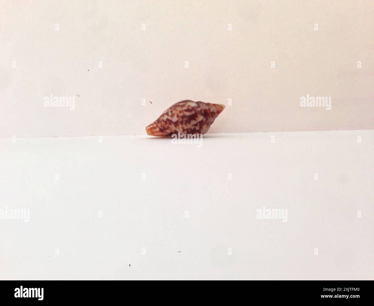 Rustic Dove-shell (Columbella rustica) Mollusca Stock Photo - Alamy