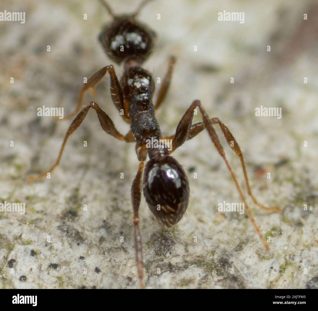 Large Imported Big-headed Ant (Pheidole obscurithorax) Insecta Stock ...