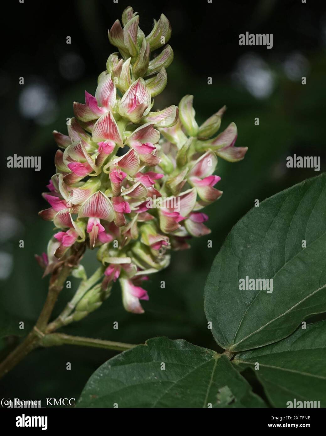 (Flemingia macrophylla) Plantae Stock Photo - Alamy