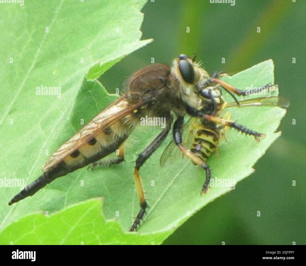 Red-footed Cannibal Fly (Promachus rufipes) Insecta Stock Photo - Alamy