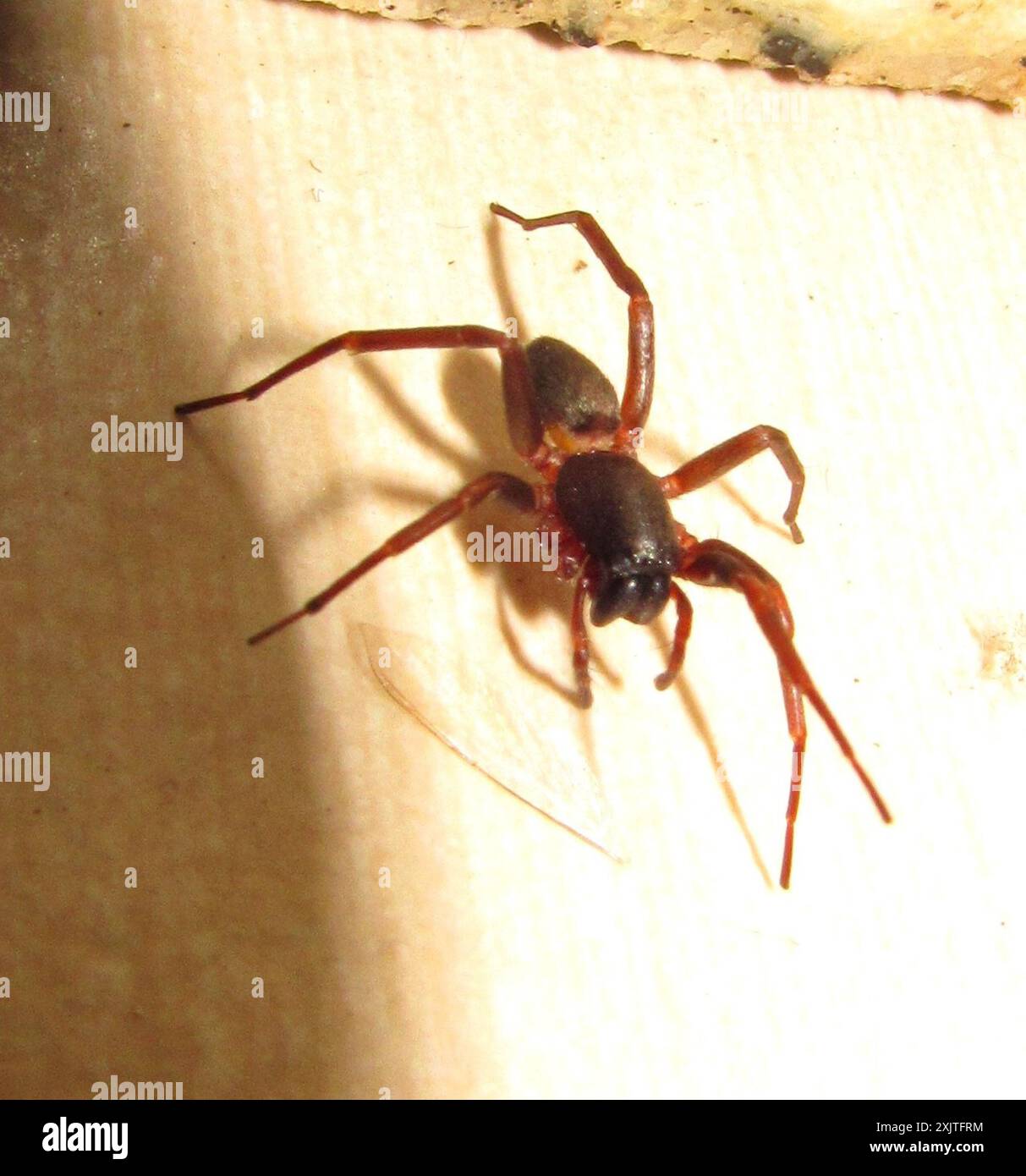 Ground and Ant-mimic Sac Spiders (Corinnidae) Arachnida Stock Photo - Alamy