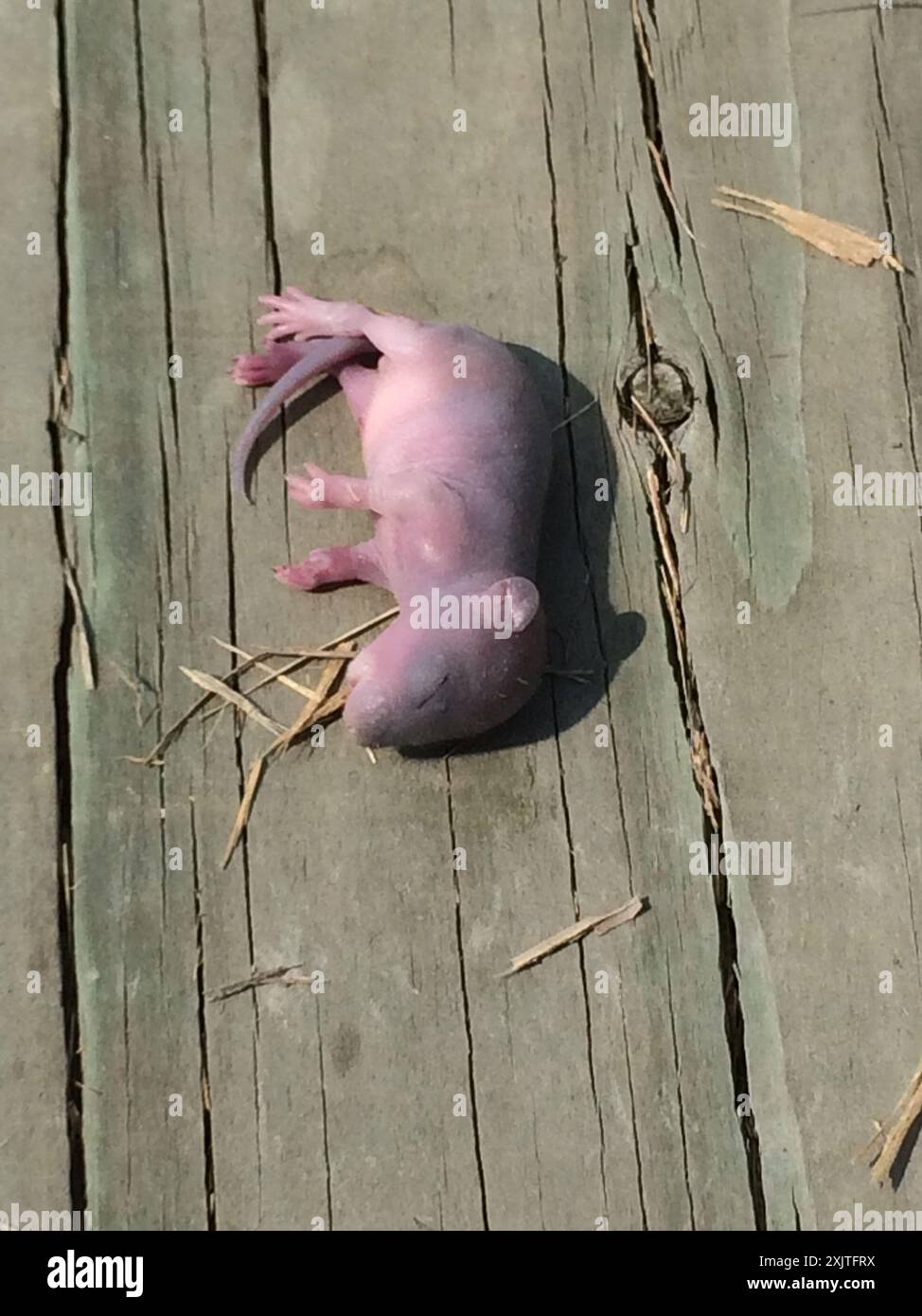 Common muskrats hi-res stock photography and images - Alamy