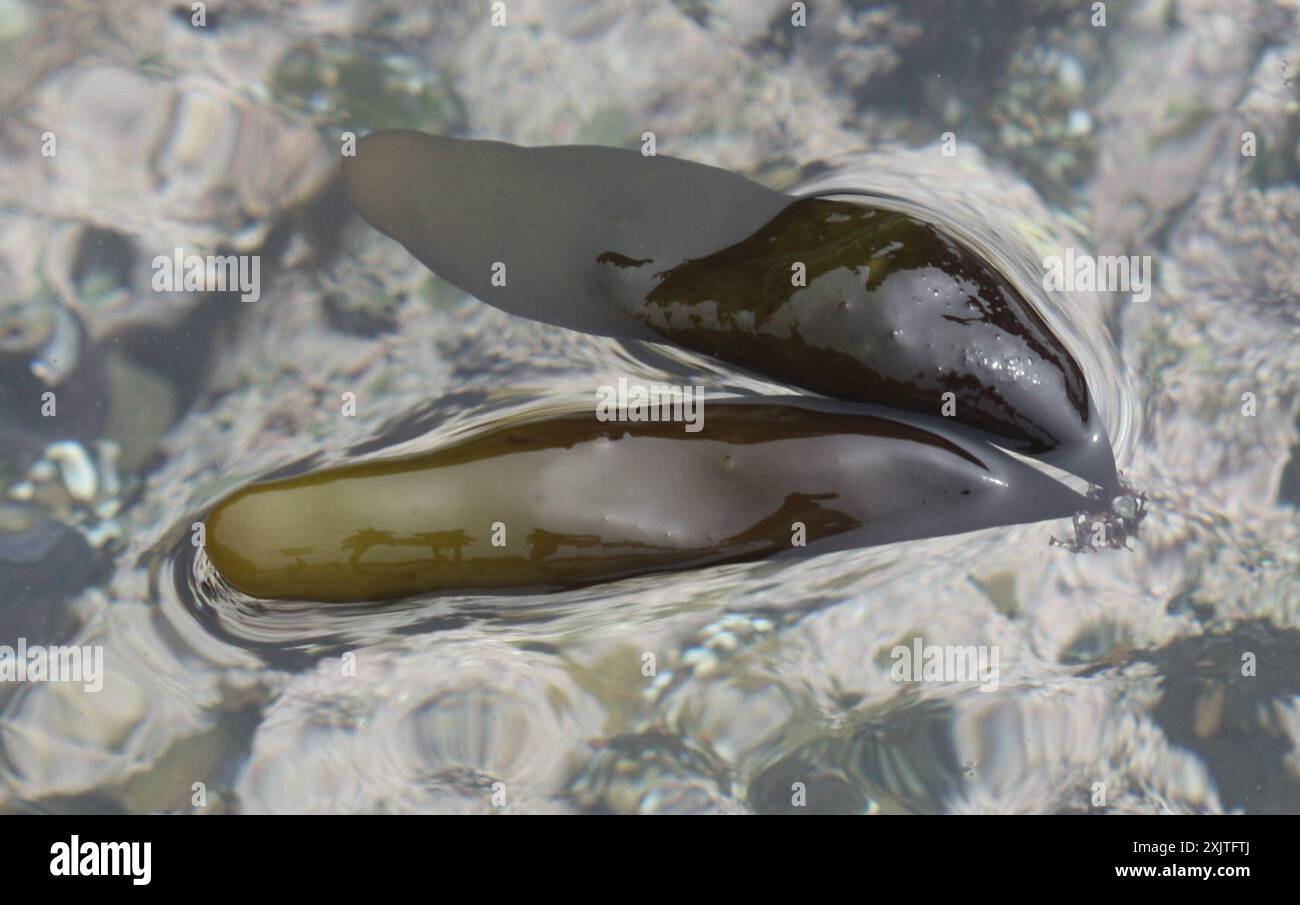 Sea Sacks (Halosaccion glandiforme) Plantae Stock Photo - Alamy