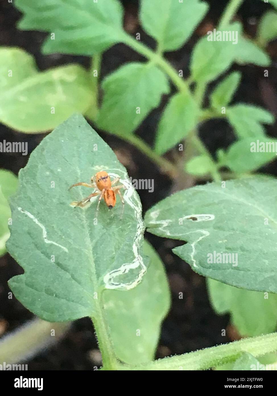 Lami Beach Northern Jumping Spider (Cosmophasis lami) Arachnida Stock ...