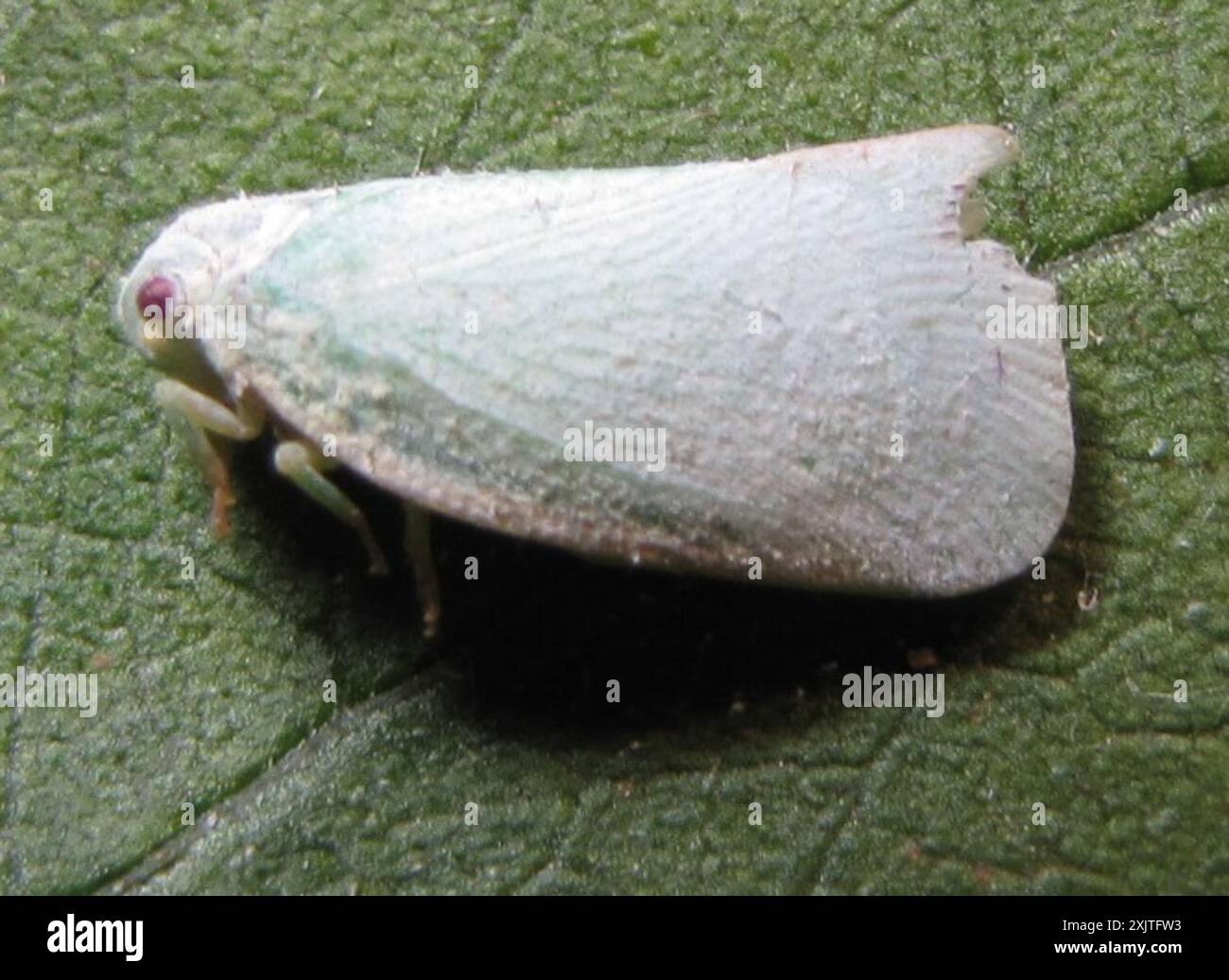 Northern Flatid Planthopper (Flatormenis proxima) Insecta Stock Photo ...