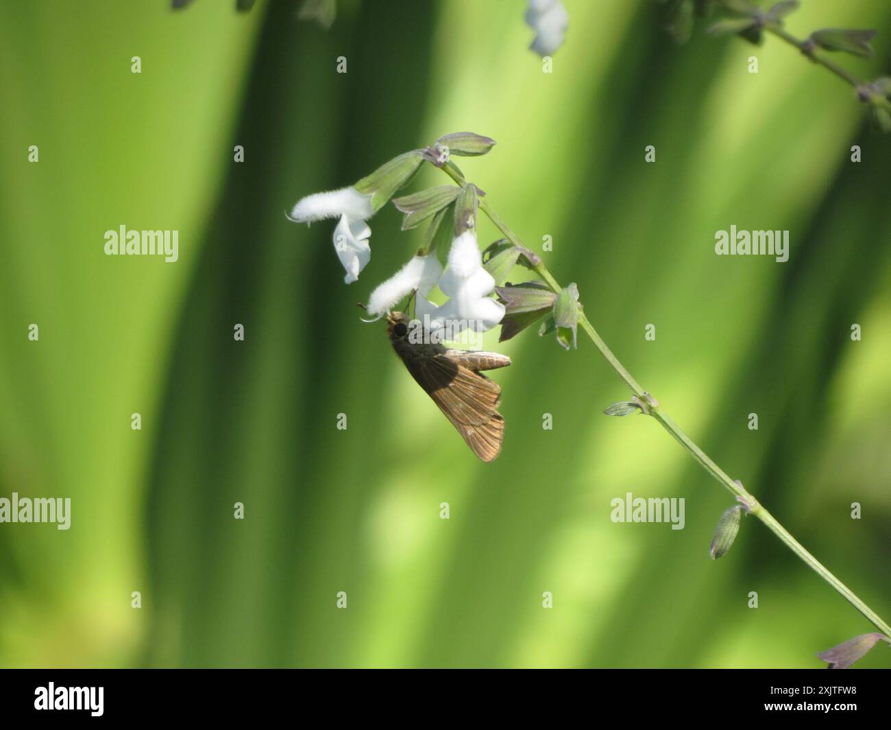 Ocola hi-res stock photography and images - Alamy