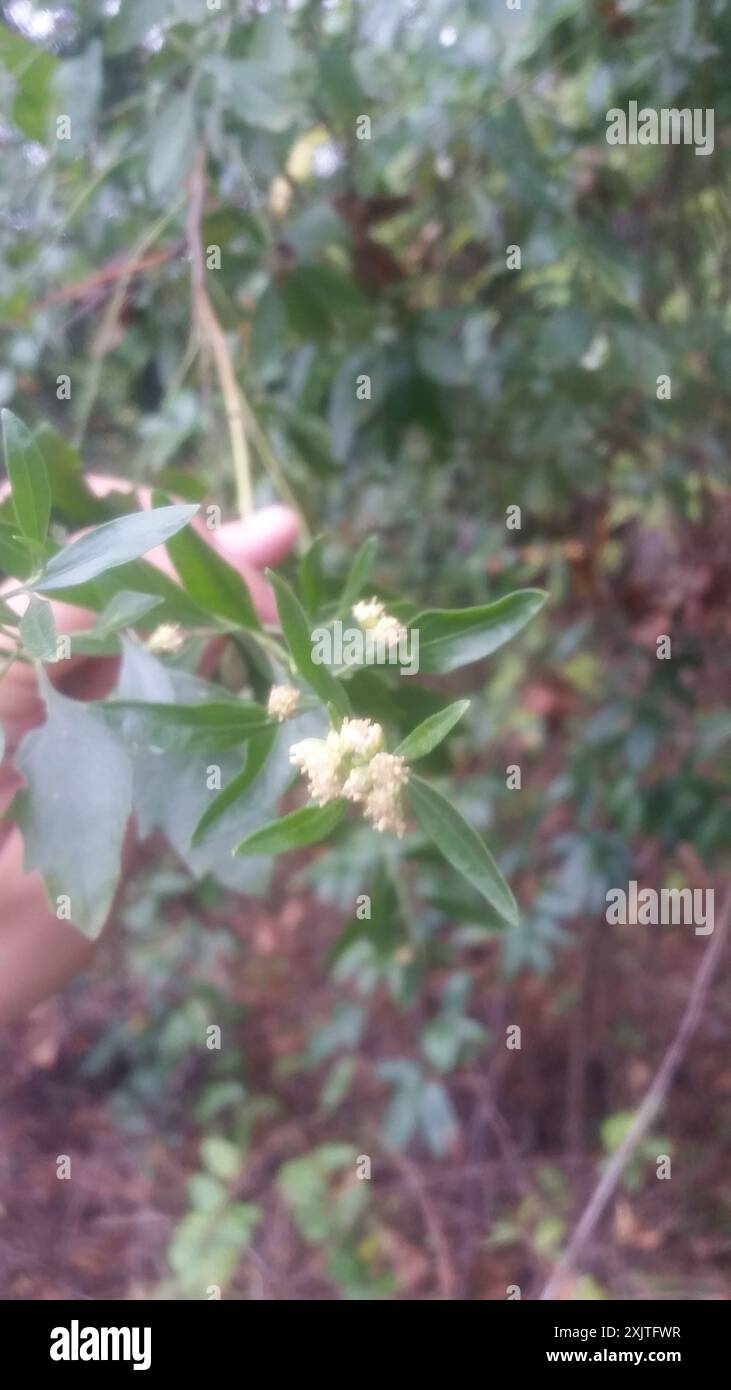 groundsel tree (Baccharis halimifolia) Plantae Stock Photo - Alamy