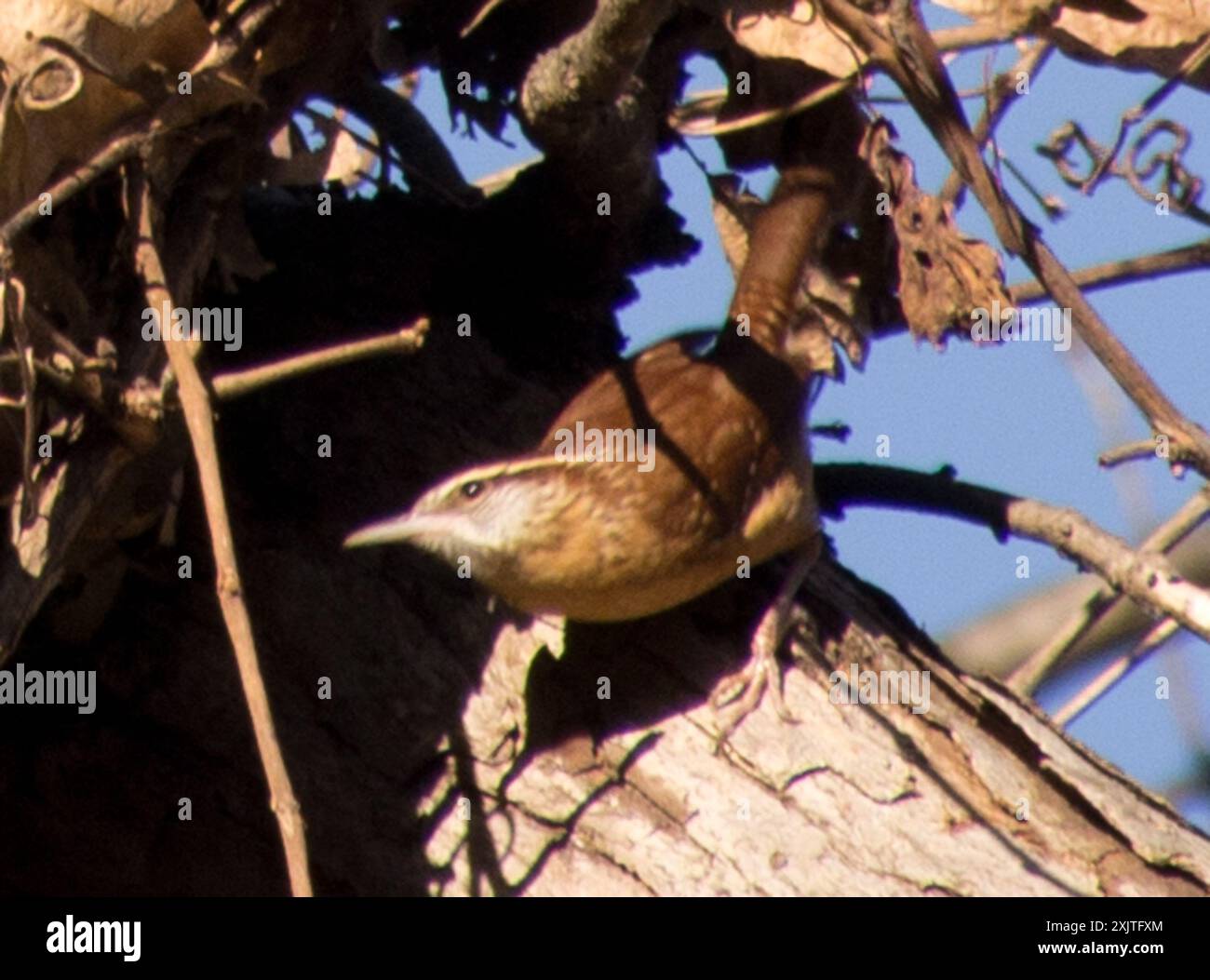 Carolina Wren (Thryothorus ludovicianus) Aves Stock Photo - Alamy