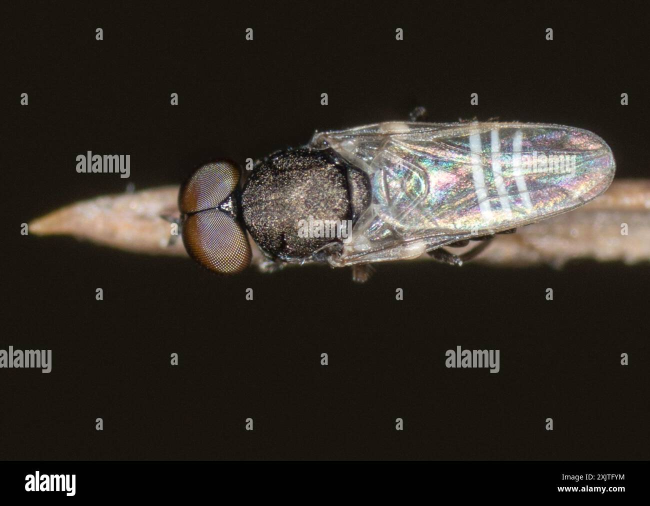 Scenopinus hi-res stock photography and images - Alamy