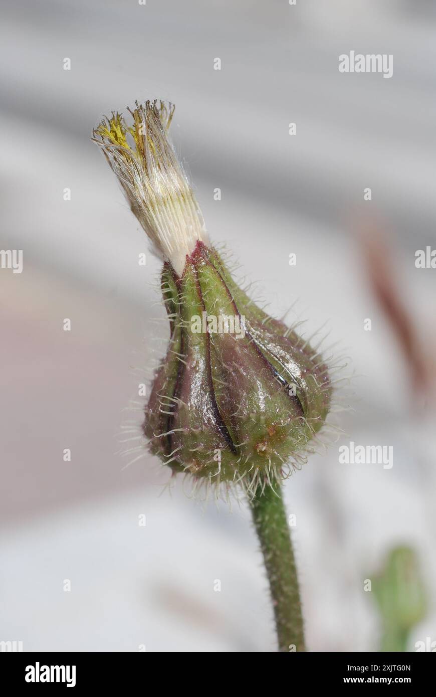 False Hawkbit (Urospermum picroides) Plantae Stock Photo - Alamy