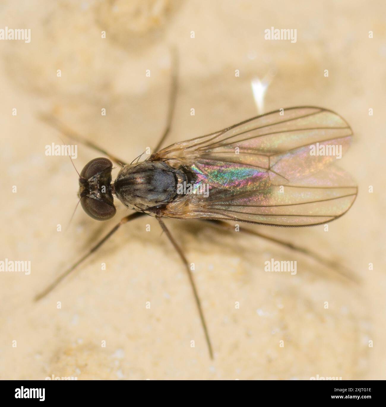 Woodpecker Flies (Medetera) Insecta Stock Photo - Alamy