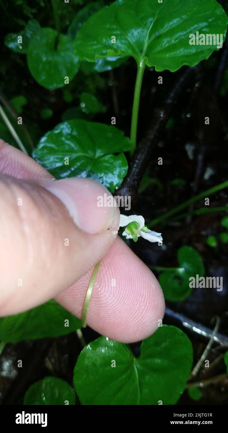 northern white violet (Viola minuscula) Plantae Stock Photo - Alamy