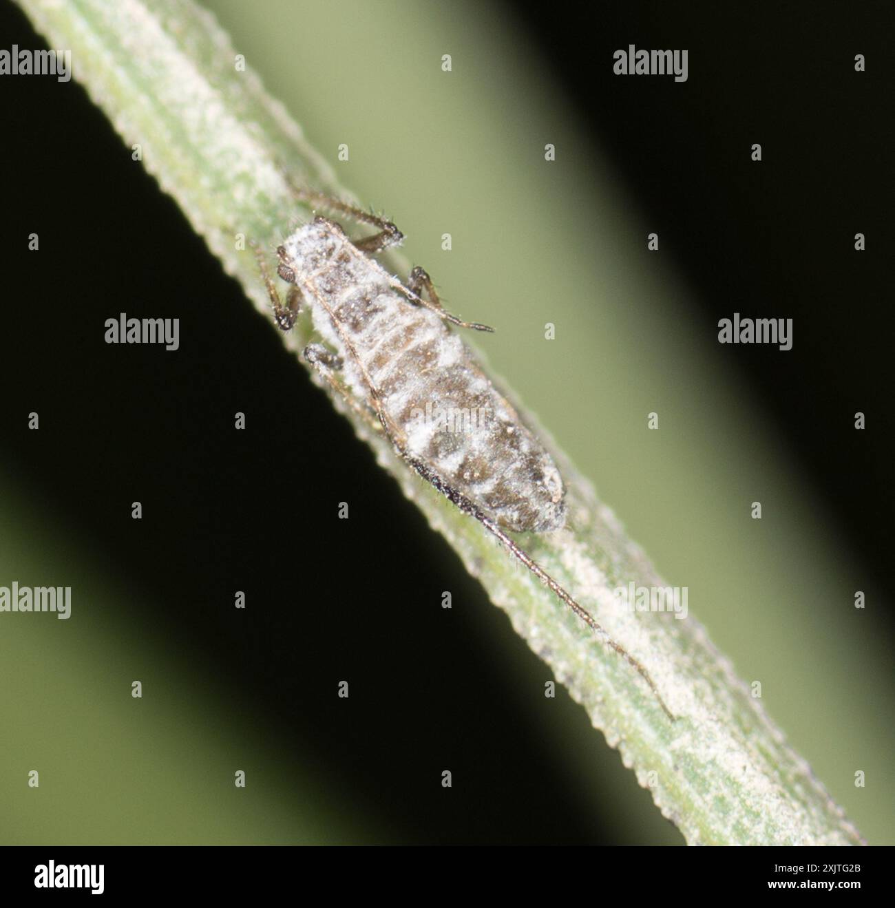 Eulachnus rileyi hi-res stock photography and images - Alamy