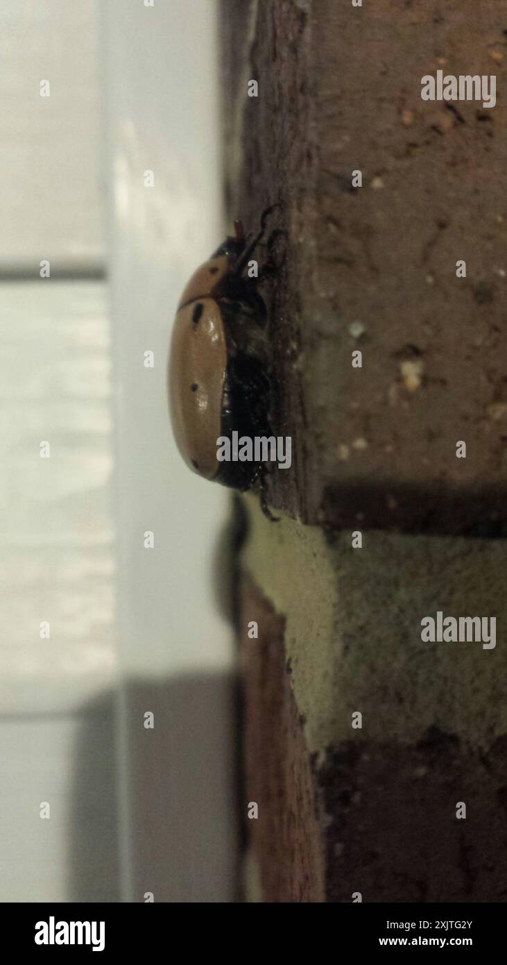 Grapevine Beetle (Pelidnota punctata) Insecta Stock Photo - Alamy