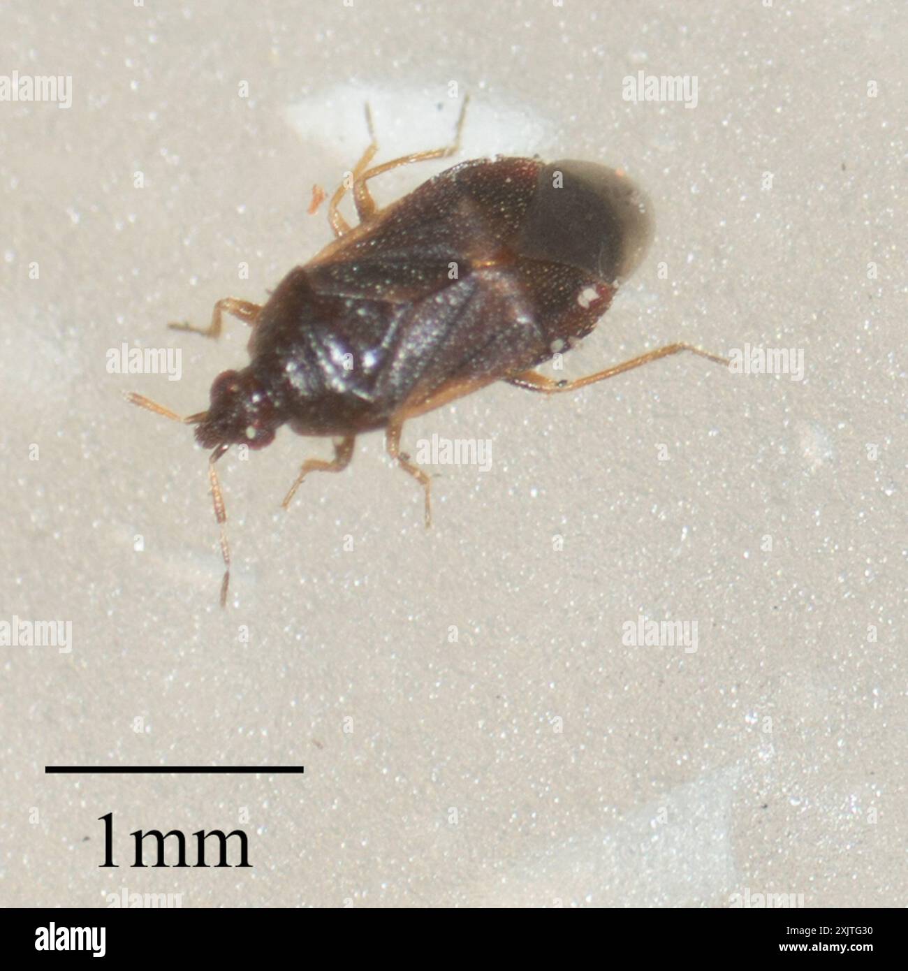 Minute pirate bugs (Anthocoridae) Insecta Stock Photo - Alamy