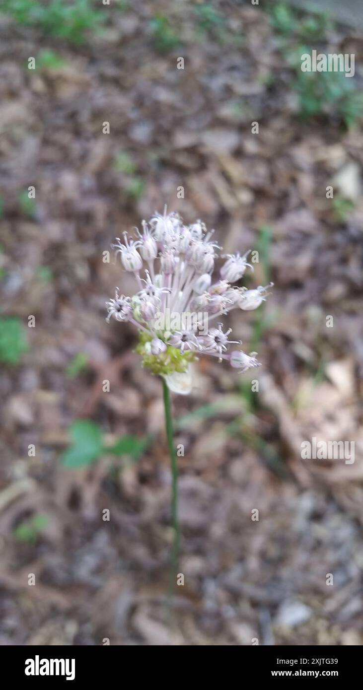 wild garlic (Allium vineale) Plantae Stock Photo - Alamy