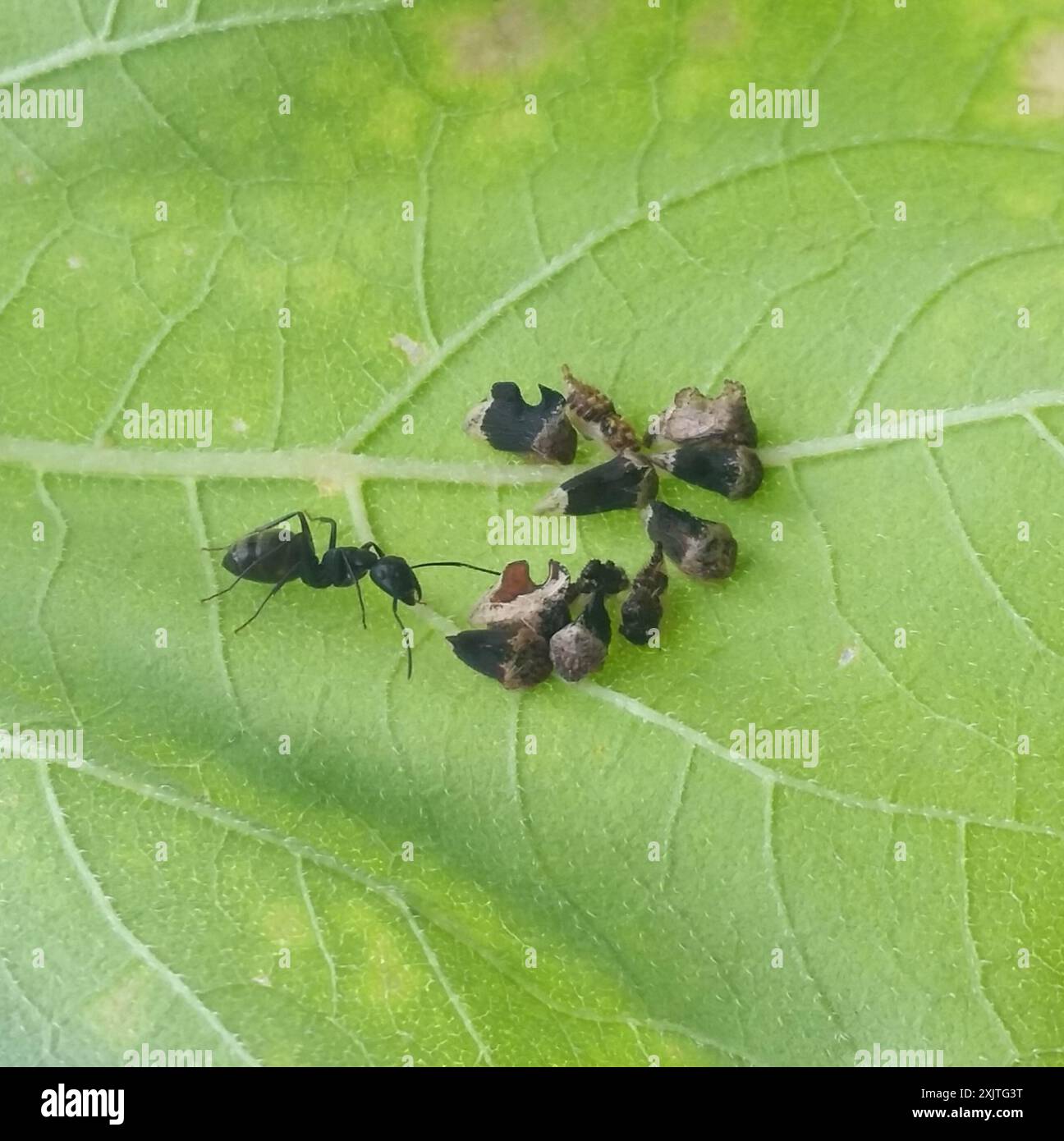 Keeled treehopper hi-res stock photography and images - Alamy