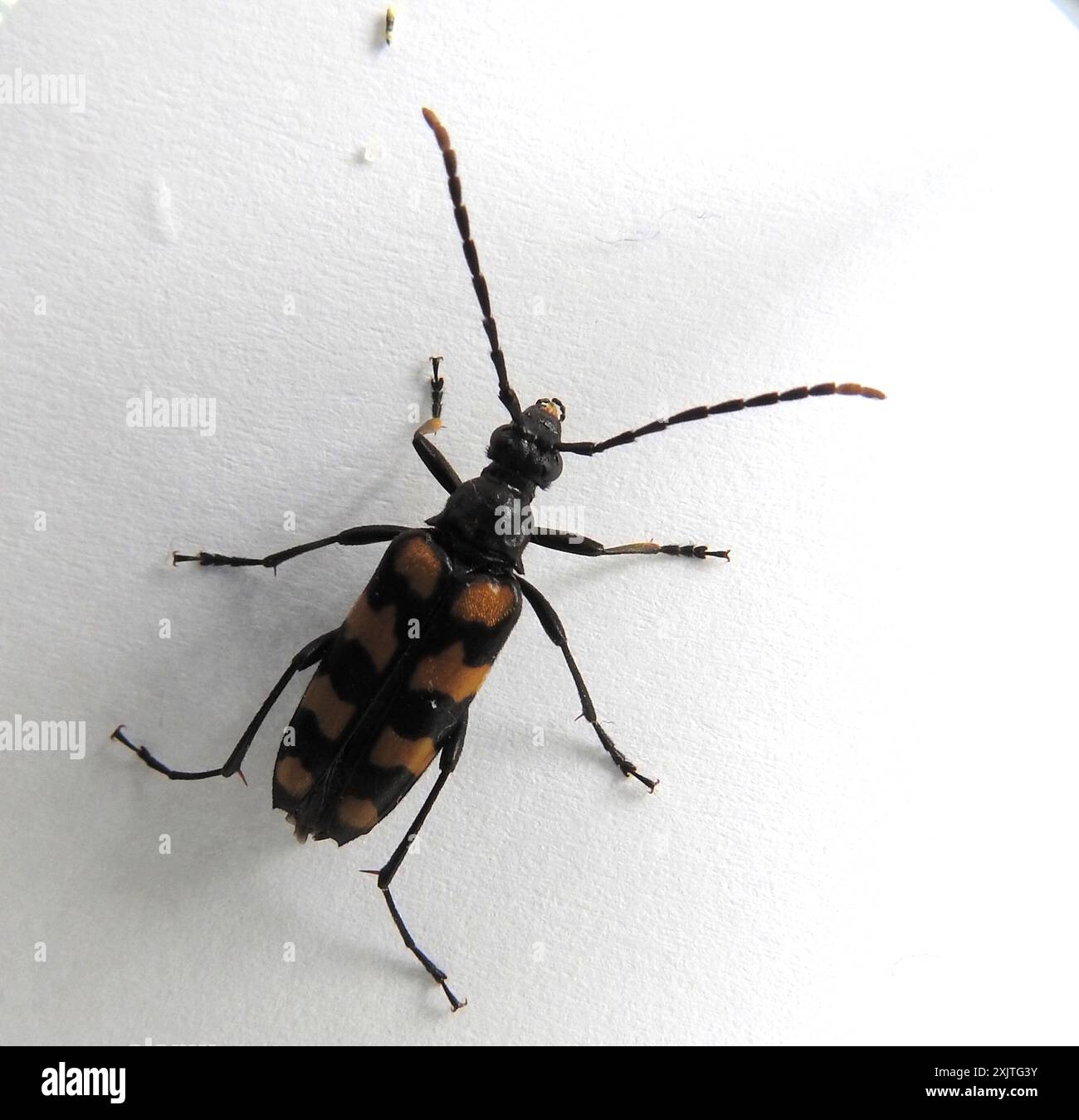four-banded longhorn beetle (Leptura quadrifasciata) Insecta Stock ...