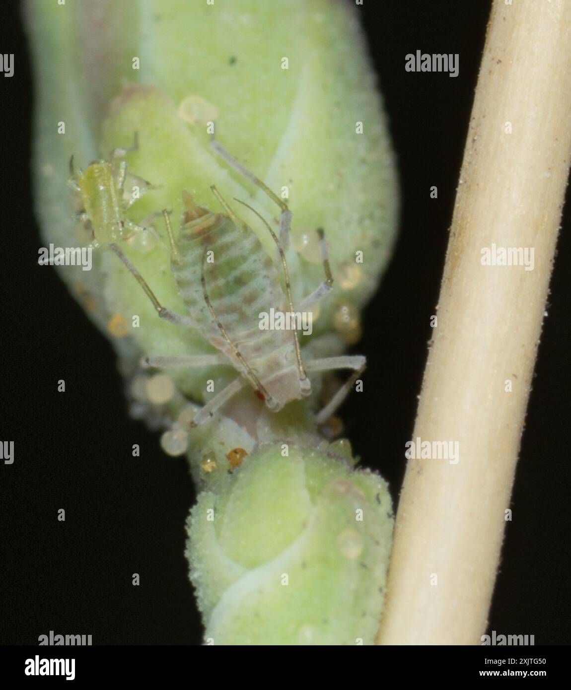 Prickly Lettuce Aphid (Acyrthosiphon lactucae) Insecta Stock Photo - Alamy
