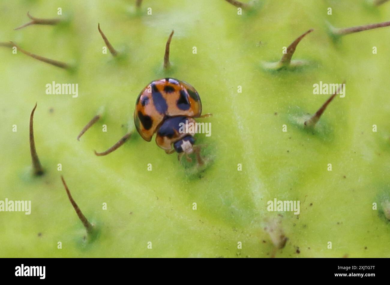 Variable Ladybird Beetle (Coelophora inaequalis) Insecta Stock Photo ...